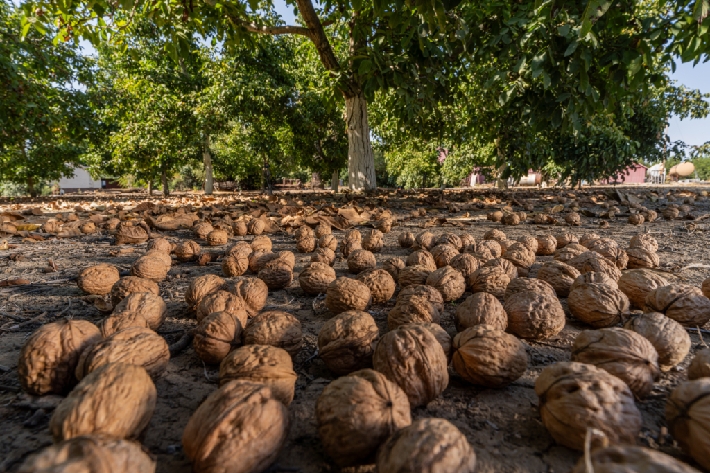 How to Get Nutrient-rich California Walnuts into Your Diet - California ...